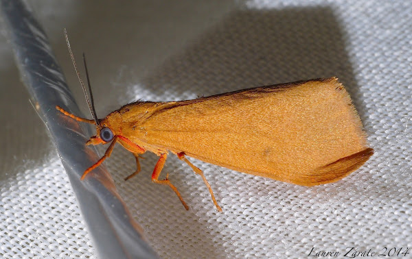 Space Shuttle Moth | Project Noah