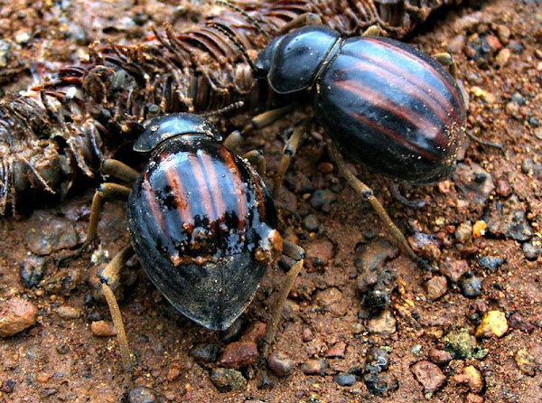 Striped Toktokkie | Project Noah