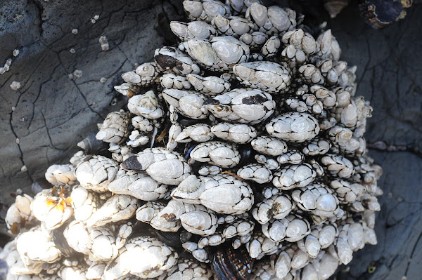 Gooseneck barnacle | Project Noah