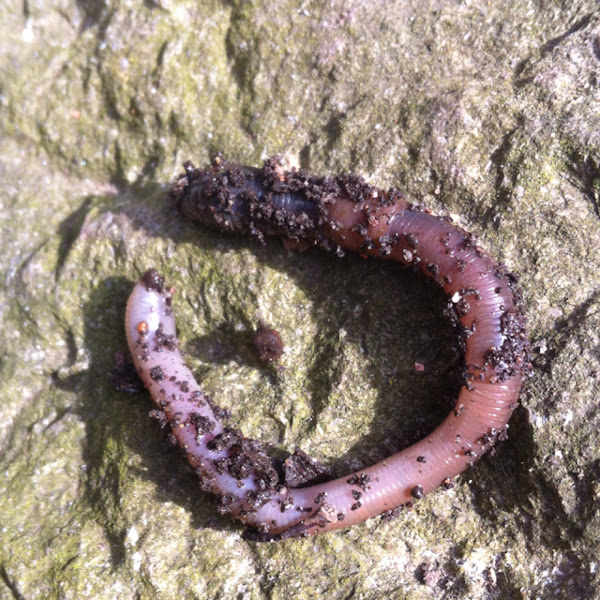 Earthworm | Project Noah