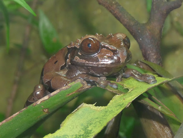 Coronated Tree Frog | Project Noah