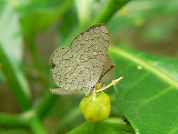 Apefly | Project Noah