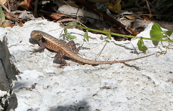 Yucatan Spiny Lizard | Project Noah