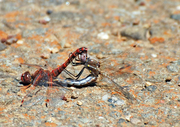 Dragonflies | Project Noah