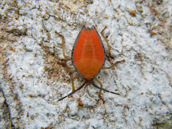 shield bug nymph | Project Noah