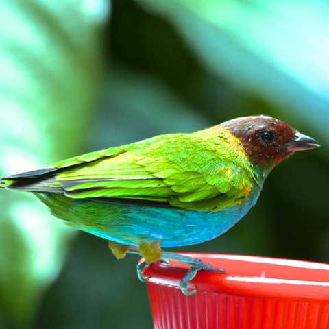 Bay-headed Tanager | Project Noah