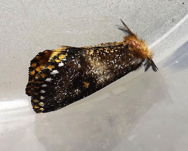 Notodontidae Moth | Project Noah