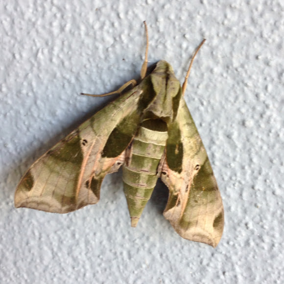 Pandora Sphinx Moth | Project Noah