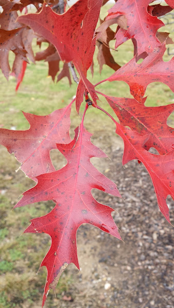 Red Oak | Project Noah