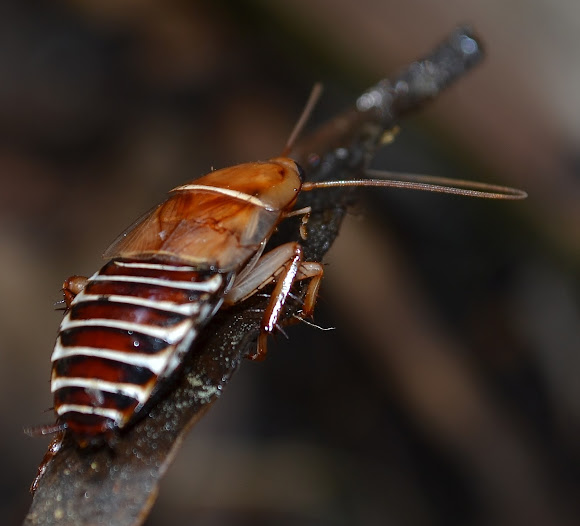 Cape Zebra Cockroach | Project Noah