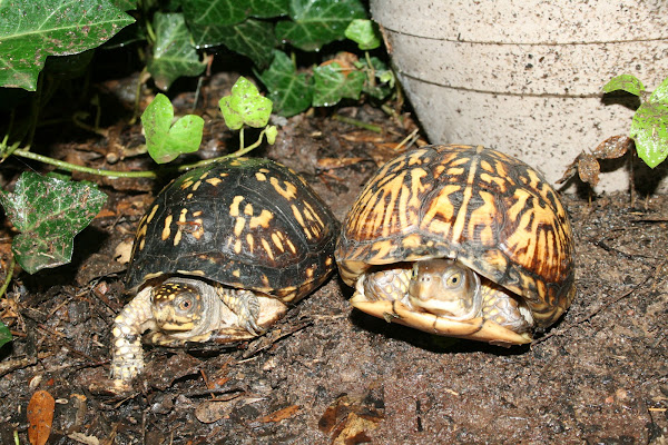 Eastern Box Turtles | Project Noah