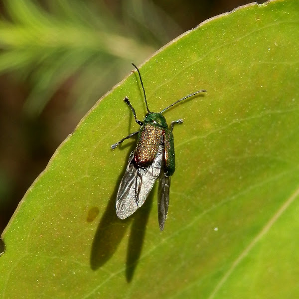 Case-bearing Leaf Beetle | Project Noah