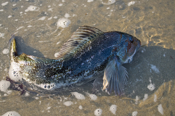 Kelp Greenling | Project Noah