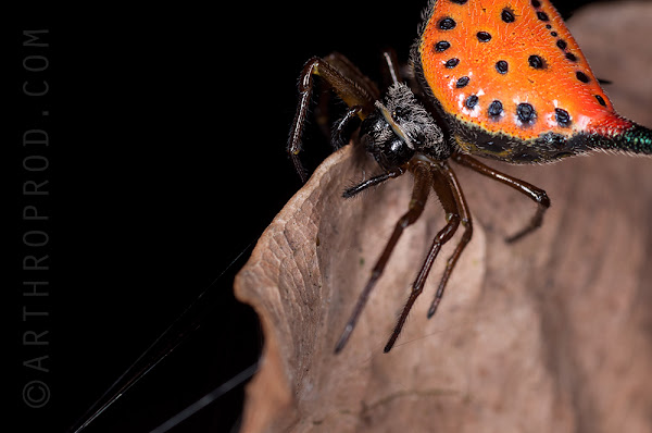 Horned spider | Project Noah
