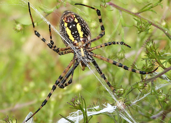 Banded Garden Spider w/Praying Mantis | Project Noah