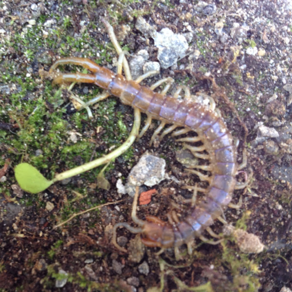 Giant centipede | Project Noah