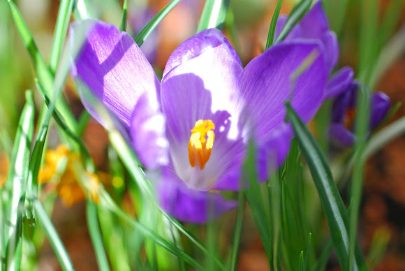 Spring Crocus, Frühlings-Krokus | Project Noah