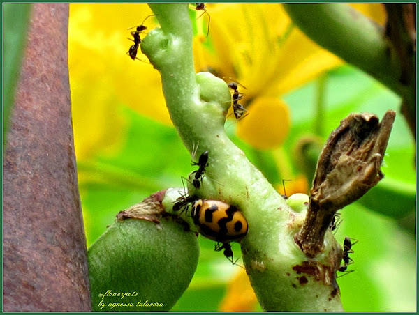 Six-spotted Zigzag Ladybird | Project Noah