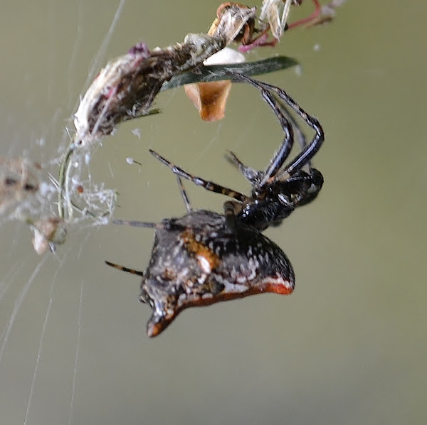 Garbage Line Spider | Project Noah