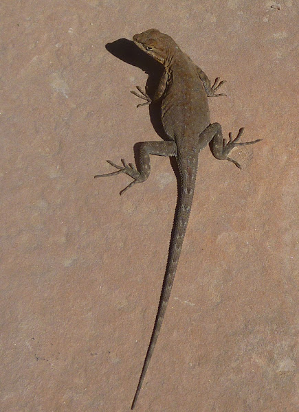 Lizard | Project Noah