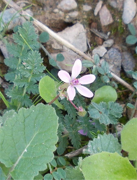 Stemless Stork's Bill | Project Noah