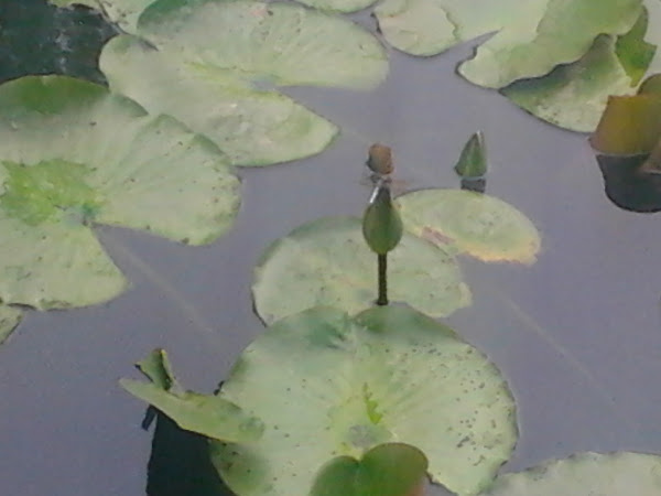 Lily Pad | Project Noah