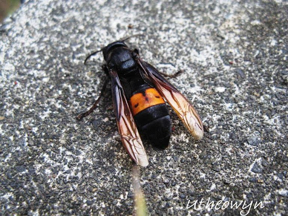 Greater Banded Hornet | Project Noah