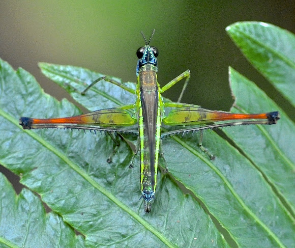 Monkey Hopper | Project Noah