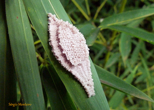 Oothecae (egg masses) of Praying mantis | Project Noah