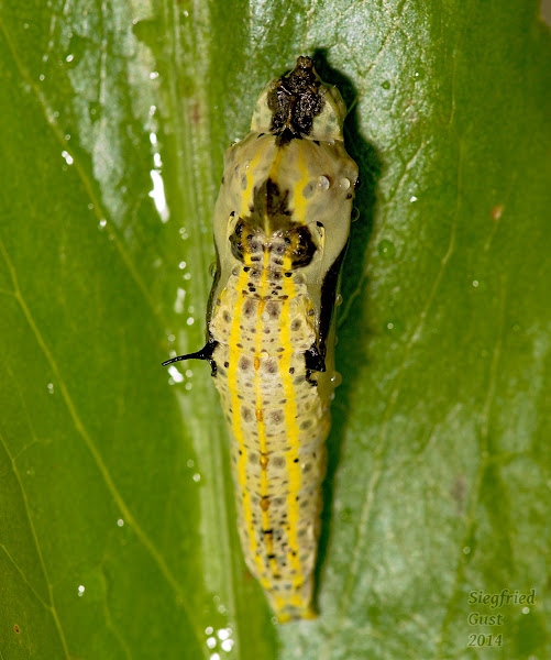 Great Southern White pupa | Project Noah