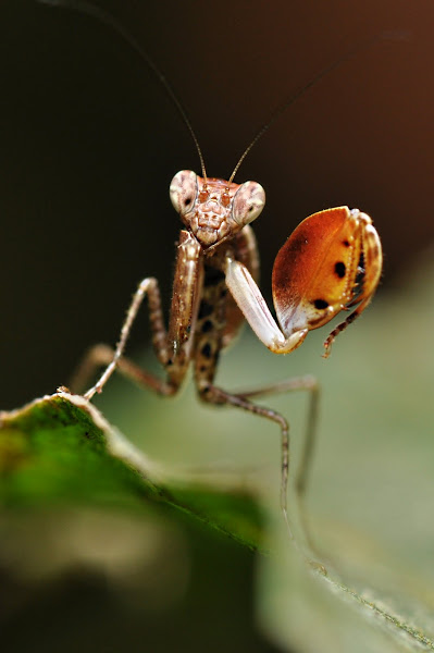 Boxer Mantis | Project Noah