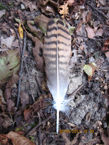 buzzard feather | Project Noah