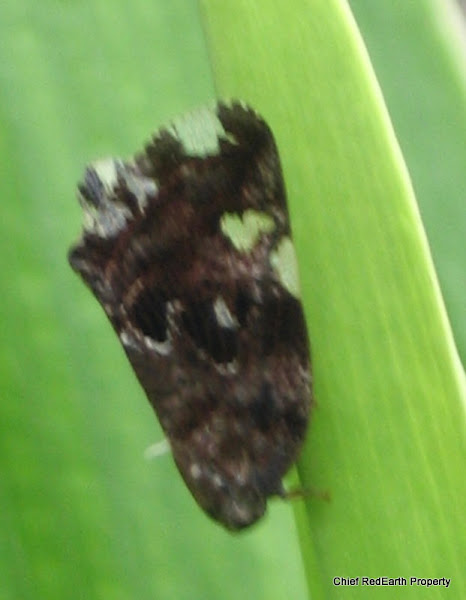 ricaniidae planthopper | Project Noah