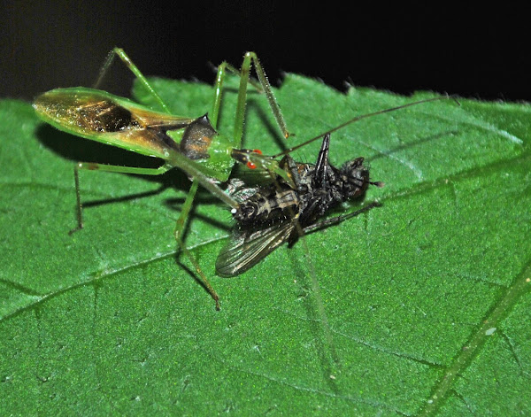Assassin Bug | Project Noah