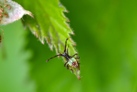 Box bug nymph, cimice del nocciolo | Project Noah
