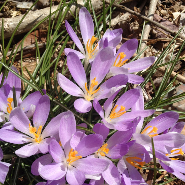 Crocus | Project Noah