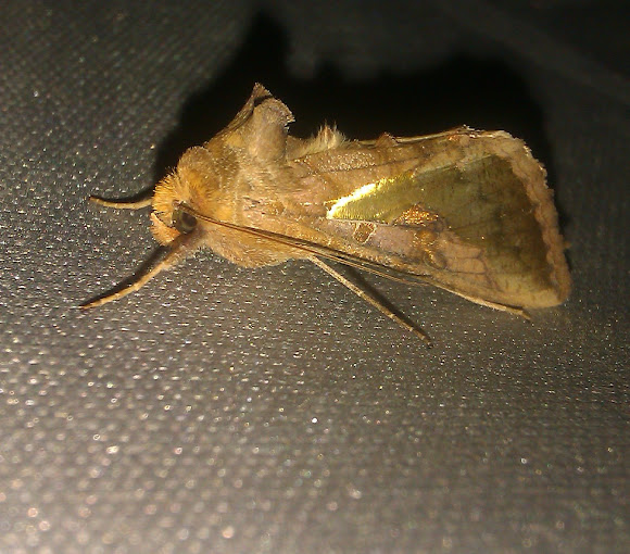 Golden Plusia | Project Noah