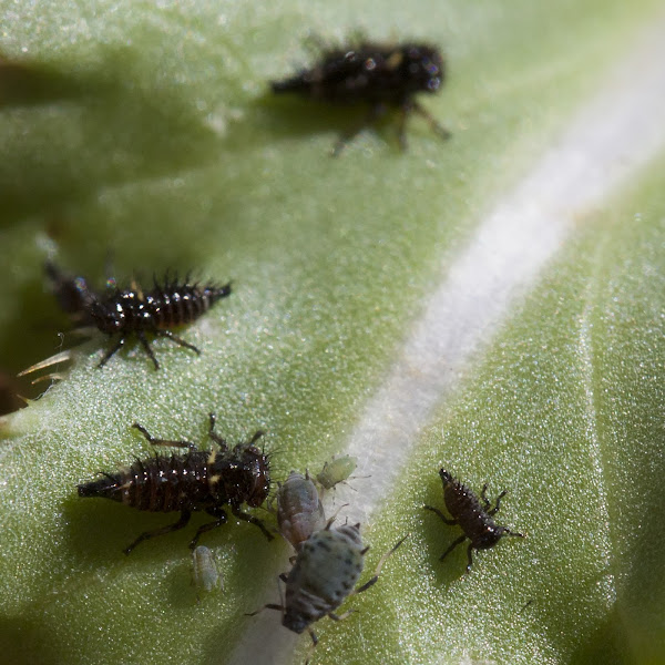tiny ladybug nymphs | Project Noah