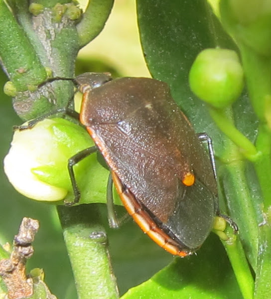 Conchuela Stink Bug | Project Noah