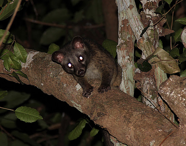 Asian Palm Civet