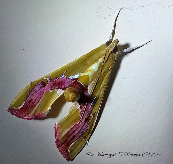 Coral Tree Leaf Roller | Project Noah