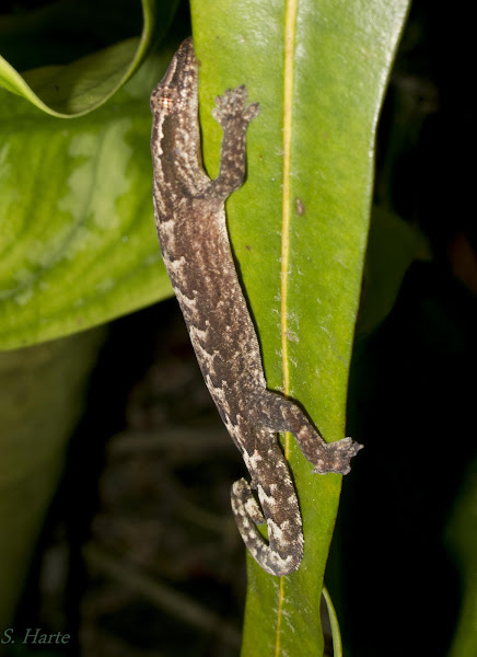 Mourning Gecko | Project Noah