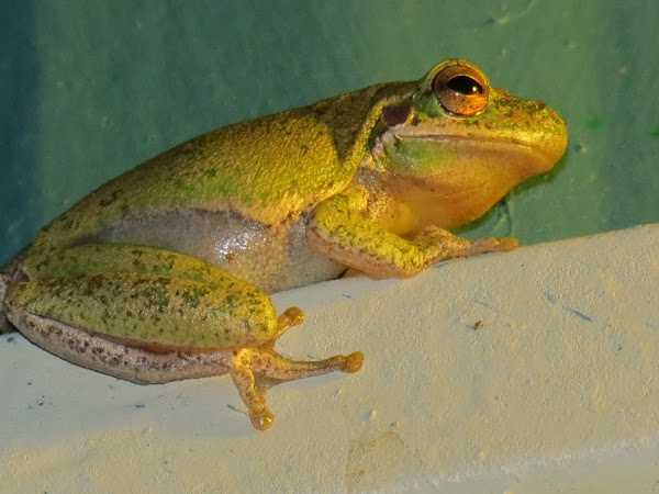 Tree frog | Project Noah