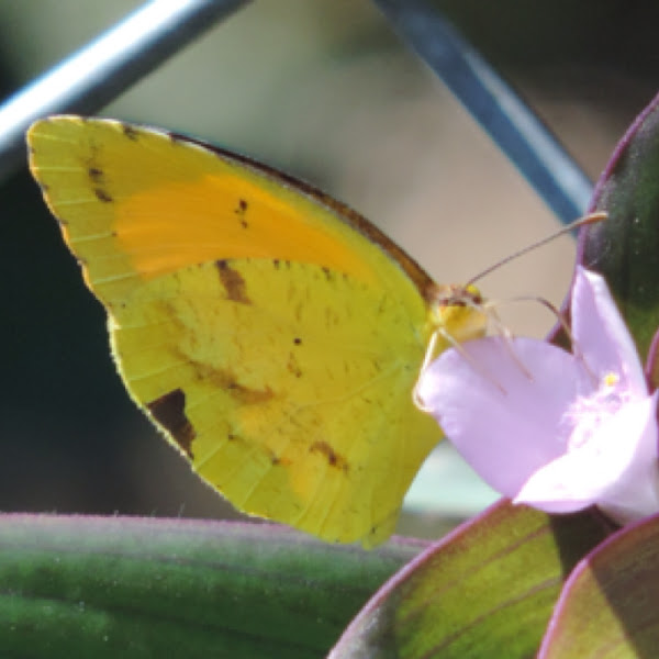 Sleepy Orange | Project Noah