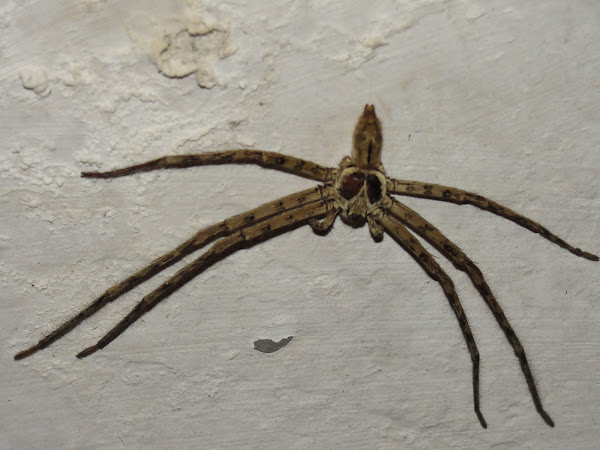 Brown Huntsman Spider | Project Noah