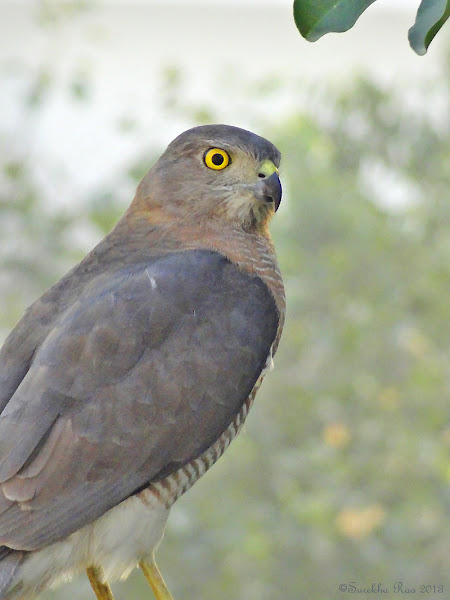 Little Banded Goshawk or Shikra | Project Noah