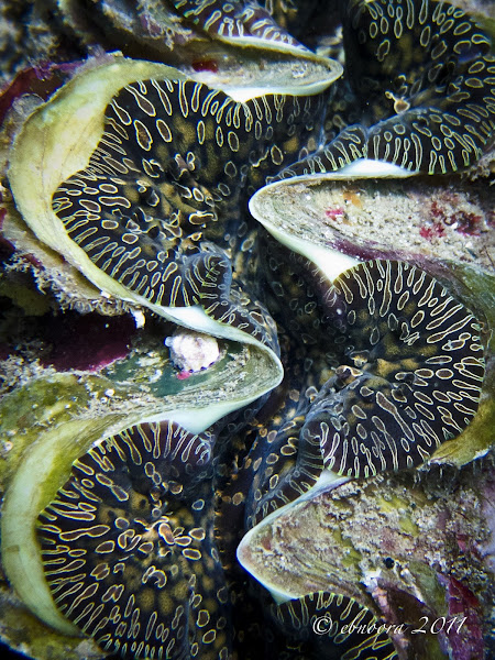 Small Giant Clam, Maxima Clam | Project Noah