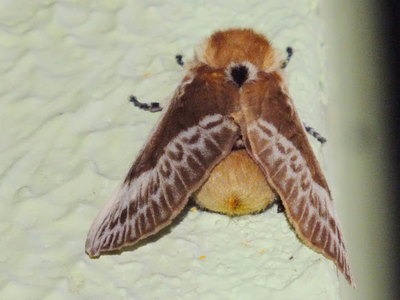 Megalopygidae Moth | Project Noah