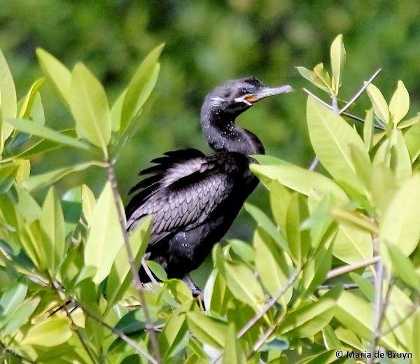 Neotropic Cormorant | Project Noah