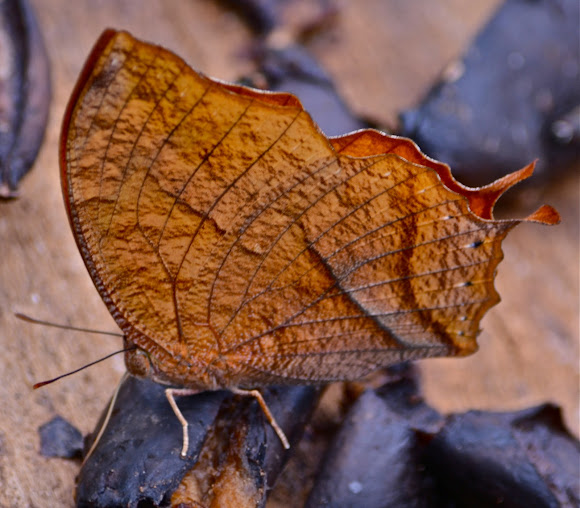 Zaretis Leafwing Butterfly | Project Noah